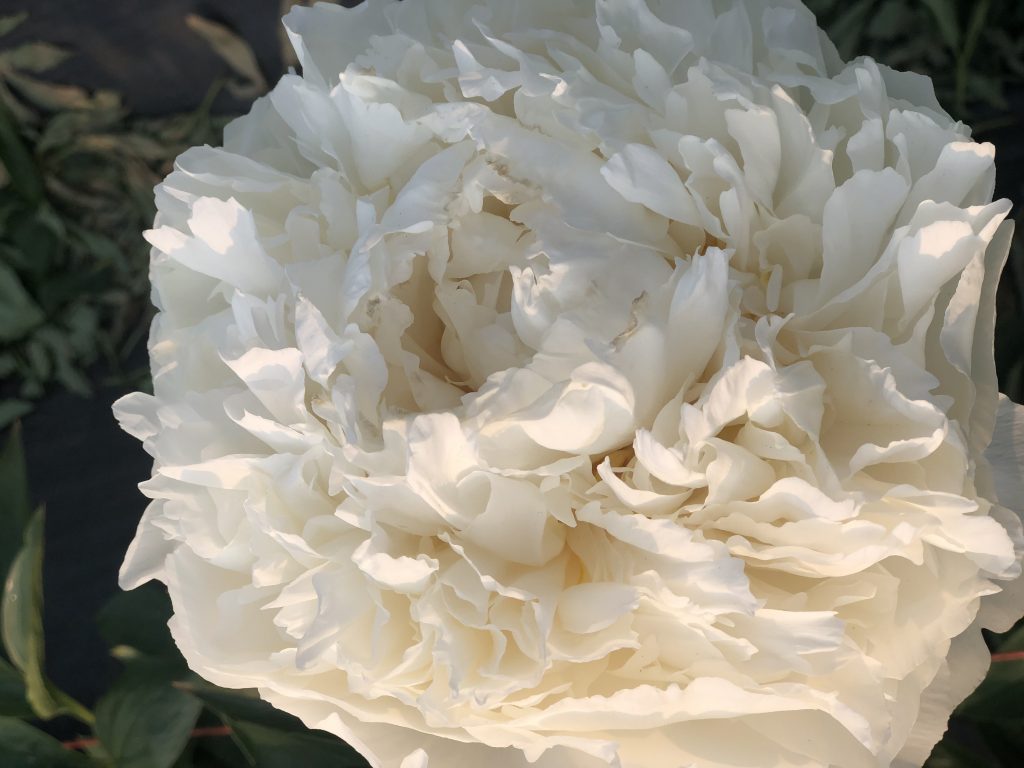 Bowl of Cream – Diamond Ridge Peonies